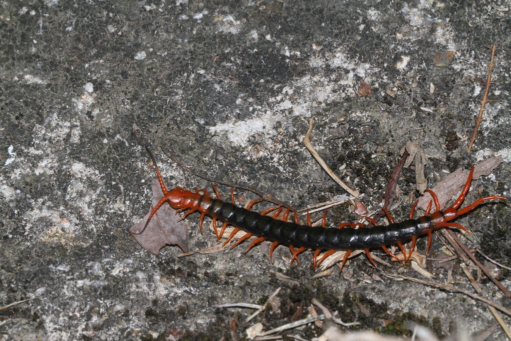 Scolopendra multidens from Kwai Chung, Hong Kong on February 13, 2024 ...