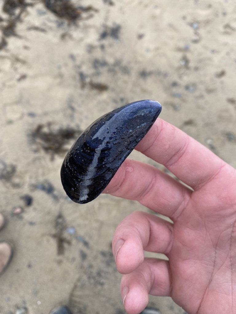 Blue Mussel from Cape Breton Island, Cape Breton, NS, CA on February 28 ...