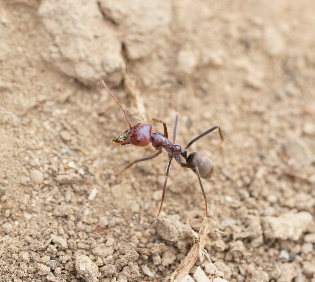 Southern Meat Ant from Darley VIC 3340, Australia on February 22, 2024 ...
