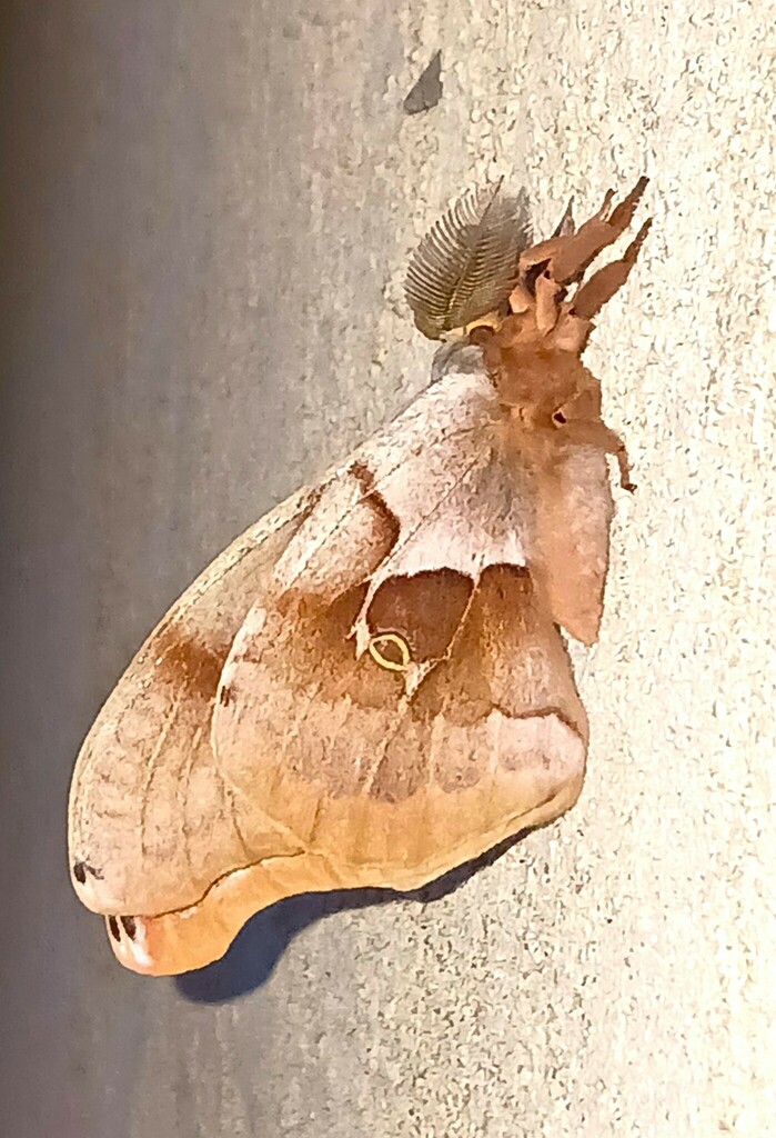 Polyphemus Moth from Bexar County, TX, USA on March 4, 2024 at 06:34 PM ...