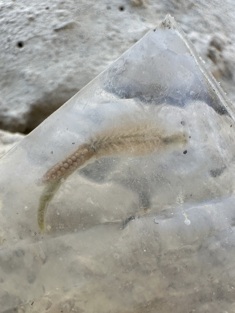 Branchinecta from Death Valley National Park, Inyo County, US-CA, US on ...