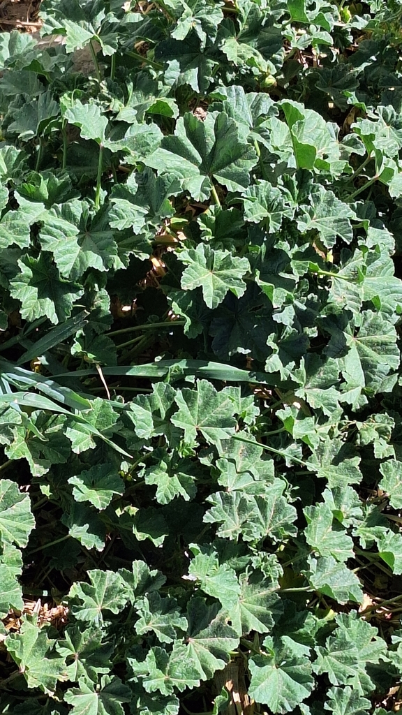 dwarf mallow from Los Manzanos, 31555 Cuauhtémoc, Chih., México on ...
