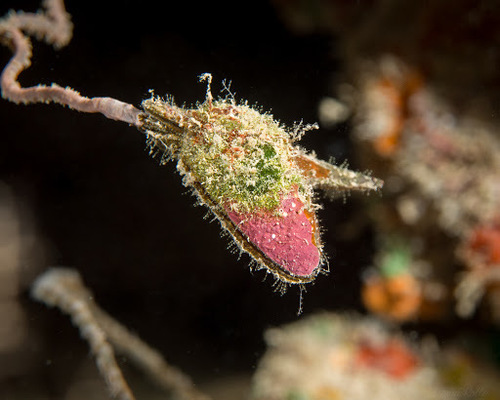 Winged Pearl Oyster (Pteria brunnea) · iNaturalist
