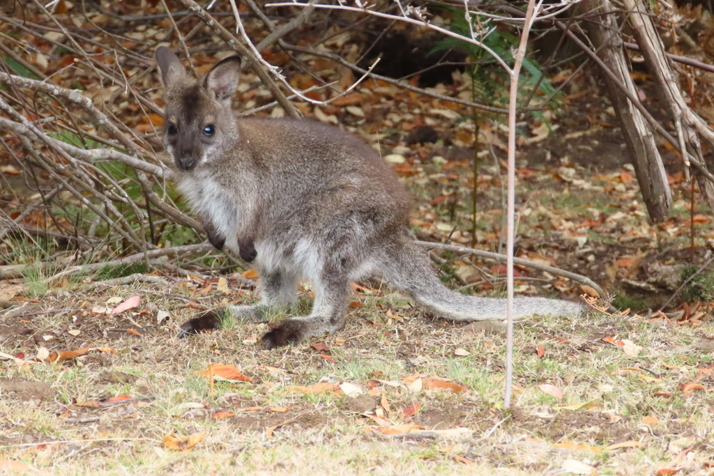 Red-necked Wallaby from Maria Island National Park, Maria Island, TAS ...