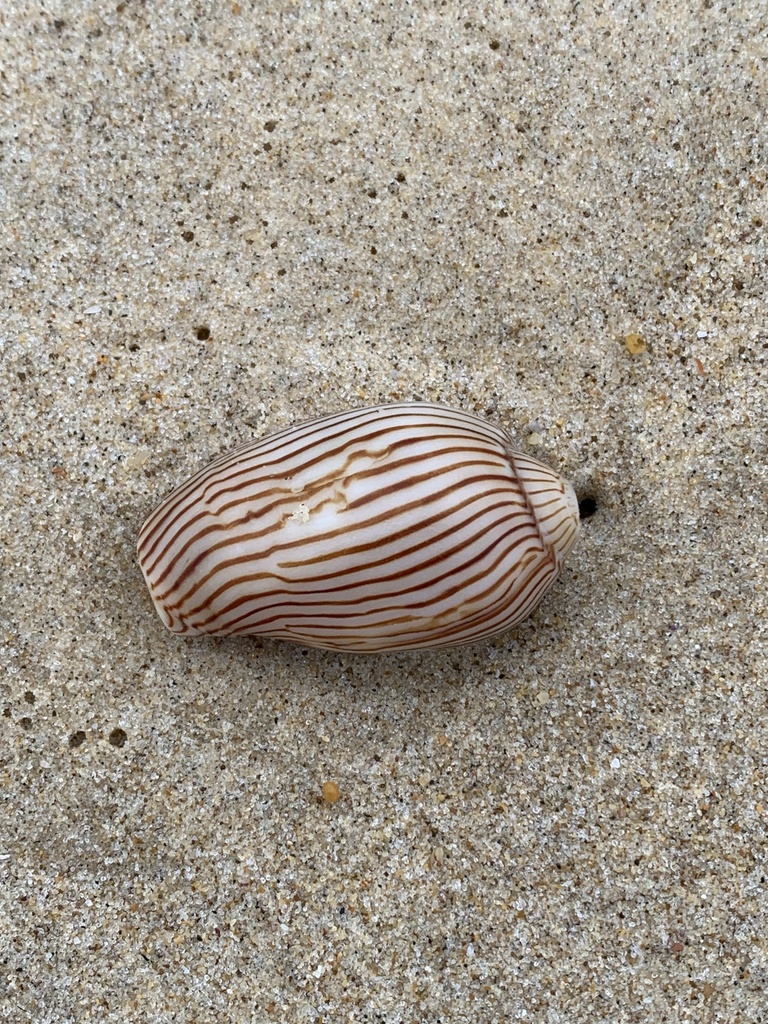 Zebra Volute from Bongil Bongil National Park, Bundagen, NSW, AU on ...