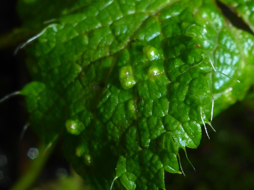 Physoderma pluriannulatum from Marin County, CA, USA on March 4, 2024 ...