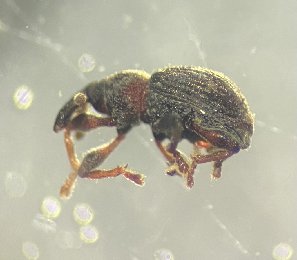 True Weevils from Orlando Wetlands Park Trail, Christmas, FL, US on ...