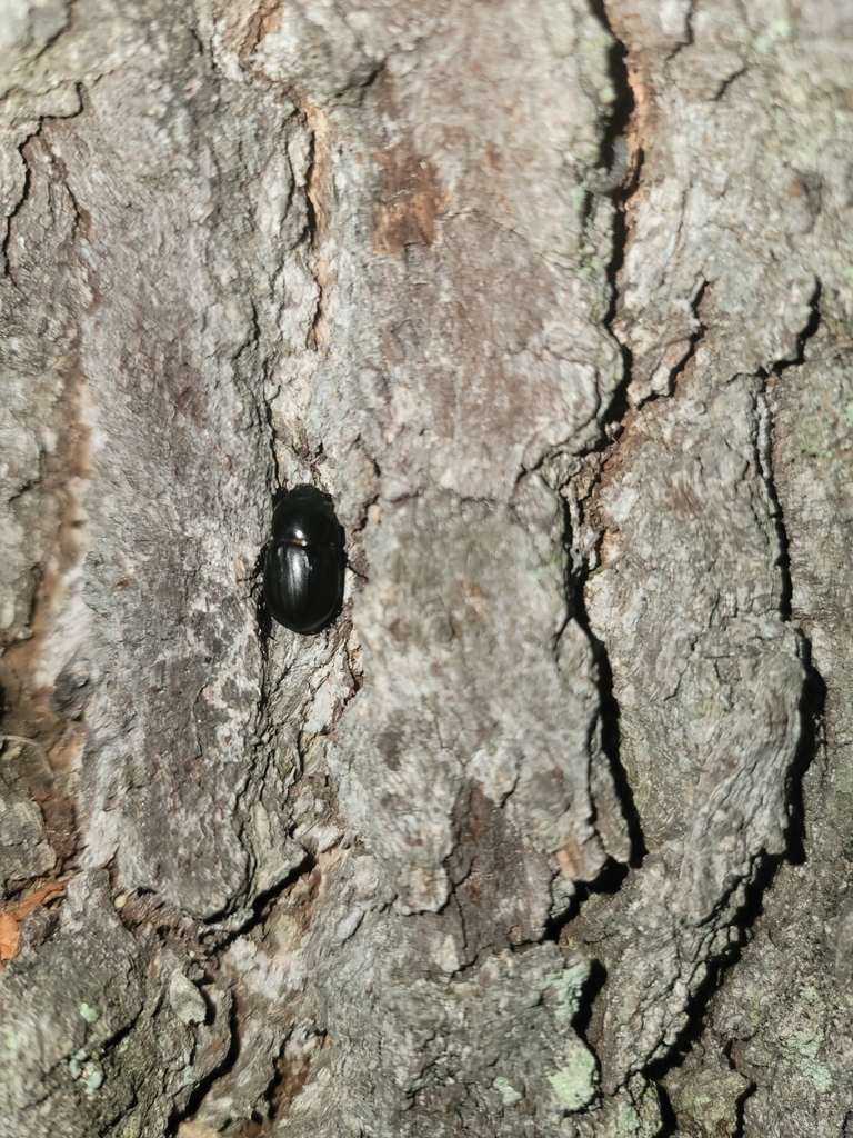 Sugarcane Beetle from Tampa, FL 33612, USA on March 4, 2024 at 11:05 PM ...