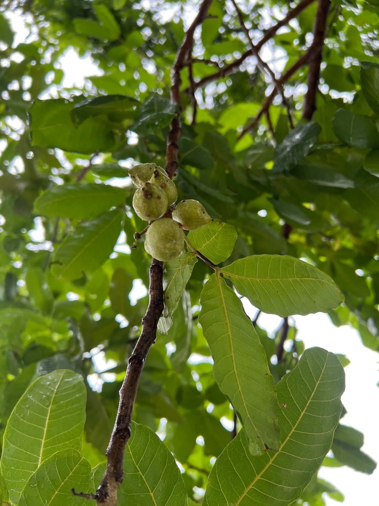 beeches, oaks, walnuts, and allies from RAAF Base Tindal, Tindal, NT ...