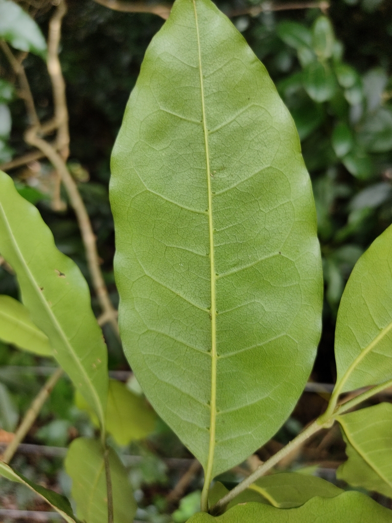 Australian Olive (Olea paniculata) - Botanical Realm