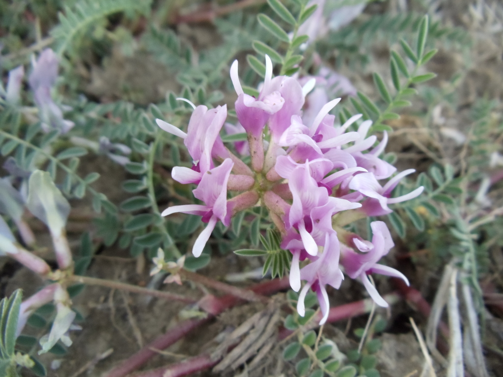 Ground-plum (Astragalus crassicarpus) - Botanical Realm