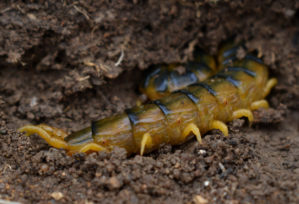 Ethmostigmus muiri from Silver Valley QLD 4872, Australia on December ...