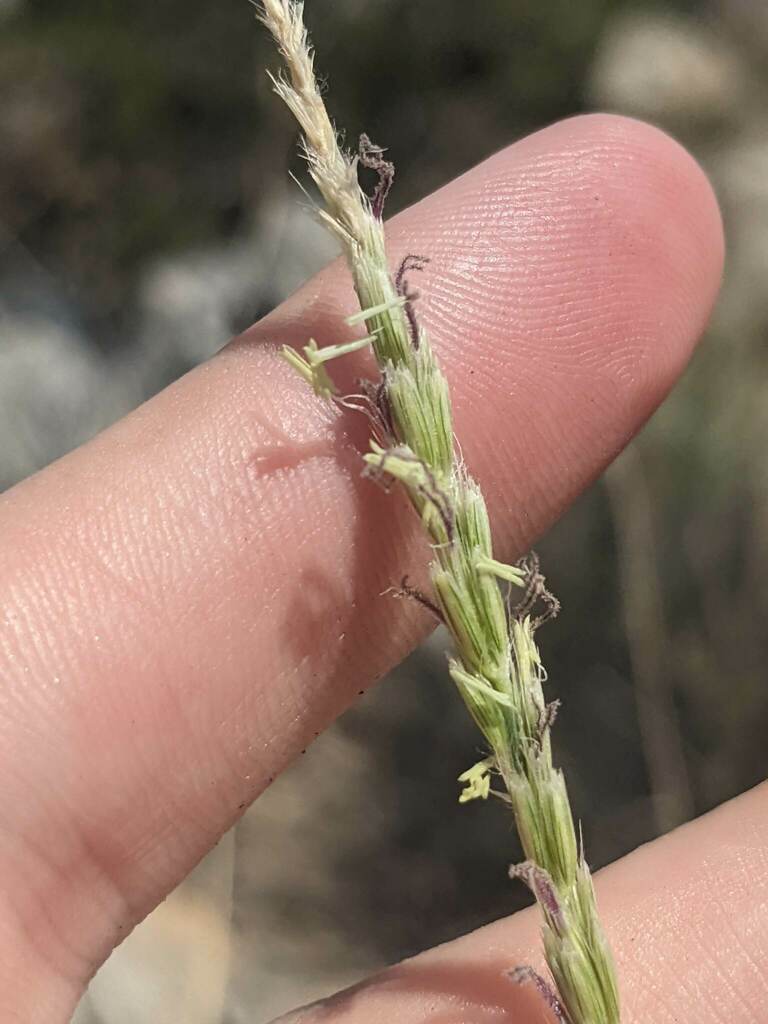 Big Galleta from Riverside County, CA, USA on August 24, 2022 at 12:59 ...