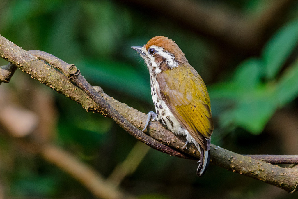 Typical Piculets (Picumnus) - Avian Discovery
