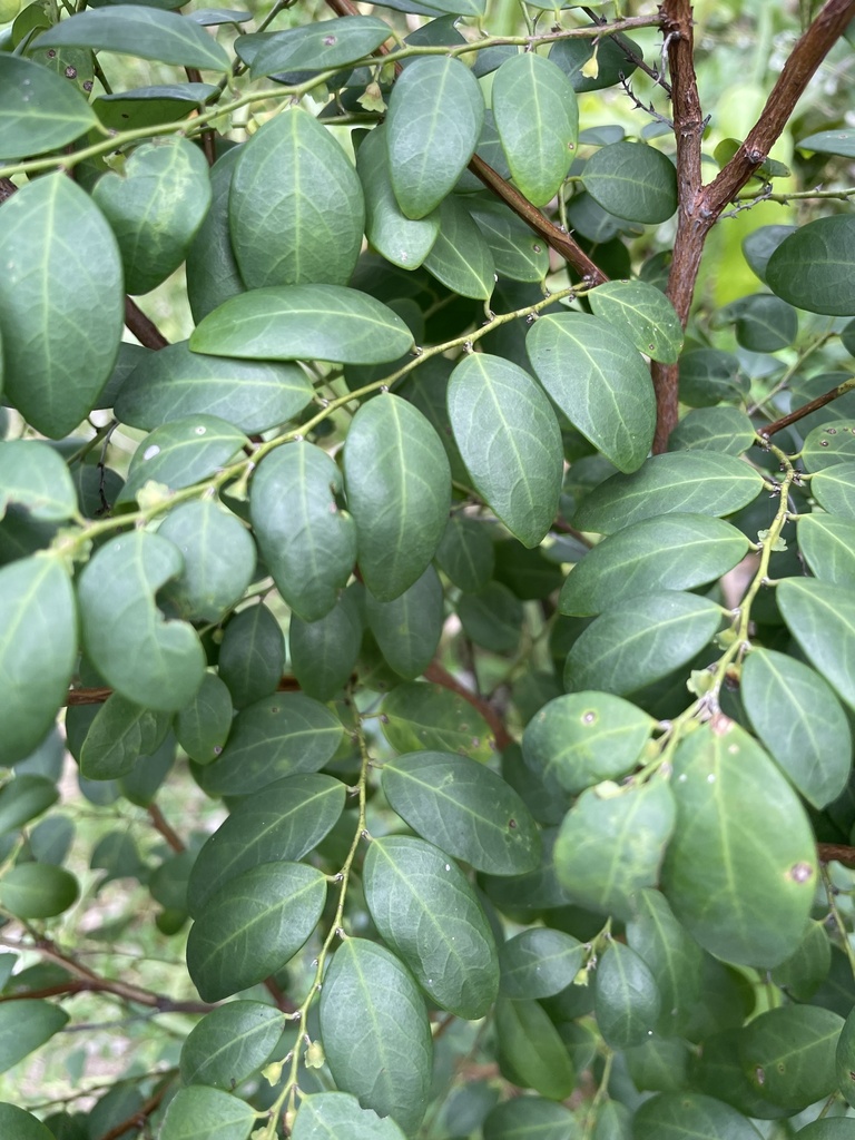coffee bush from Arrawarra, NSW, AU on March 5, 2024 at 04:15 PM by ...