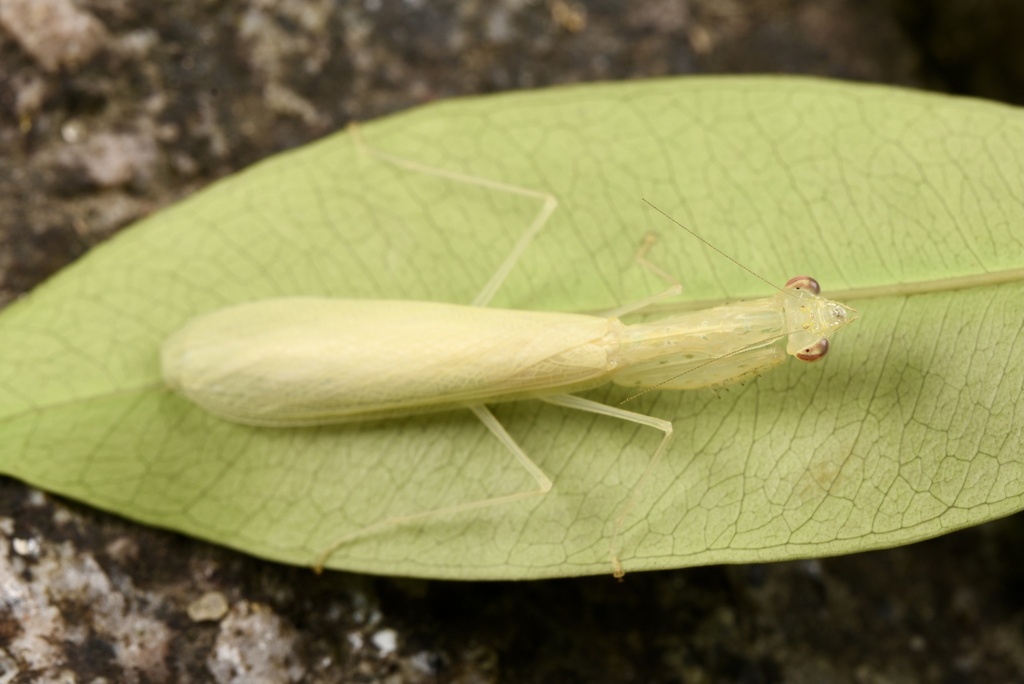 Sinomantis denticulata in March 2024 by 桃子 · iNaturalist