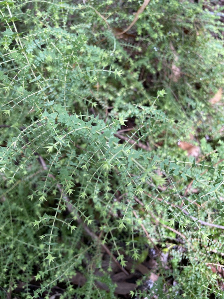 spiny bush-pea from Moffatt Park, Waterford West, QLD, AU on March 5 ...