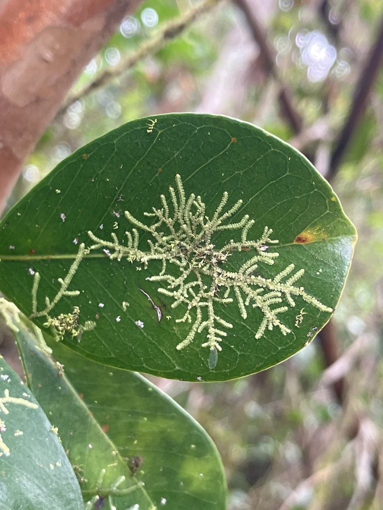 Colura tenuicornis from Hawaii County, US-HI, US on March 04, 2024 at ...