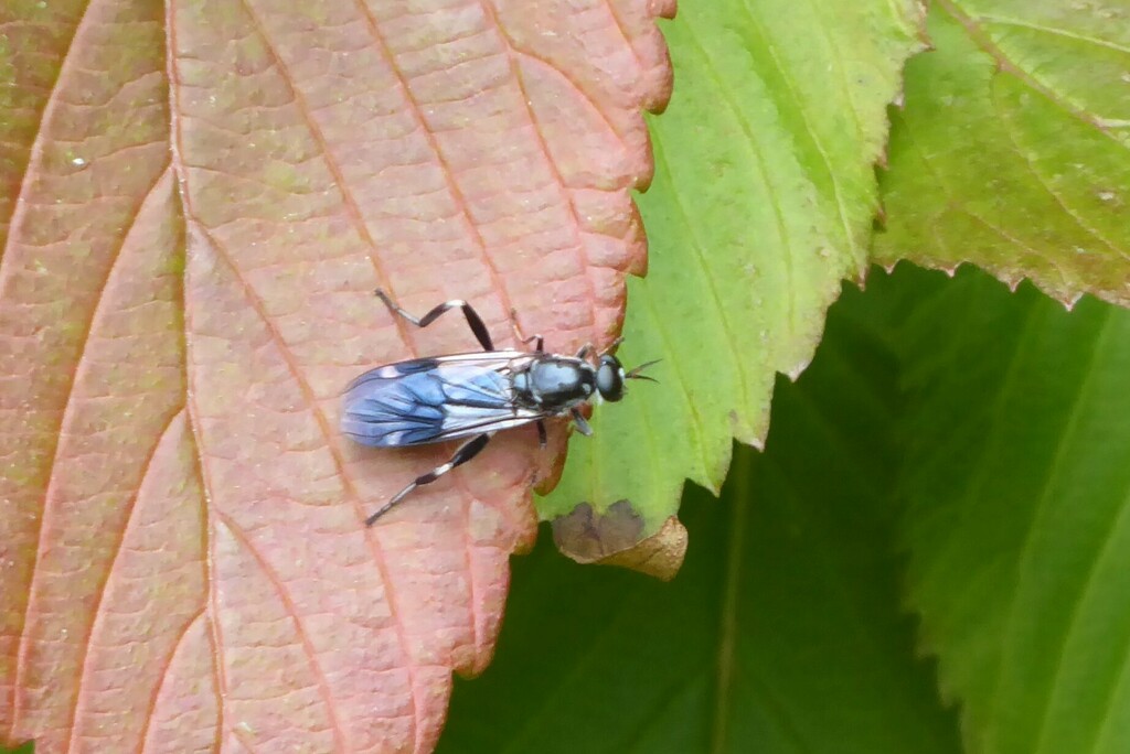 Garden soldier fly from Waikouaiti, New Zealand on March 1, 2024 at 12: ...