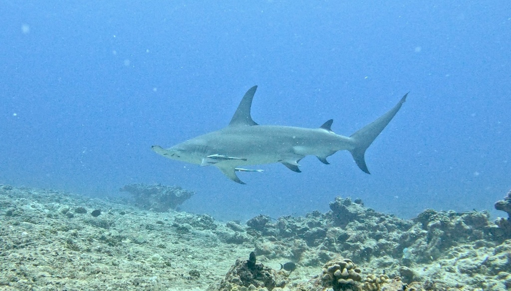 Great Hammerhead in March 2024 by Sylvie Omnès. 3d observation of a ...