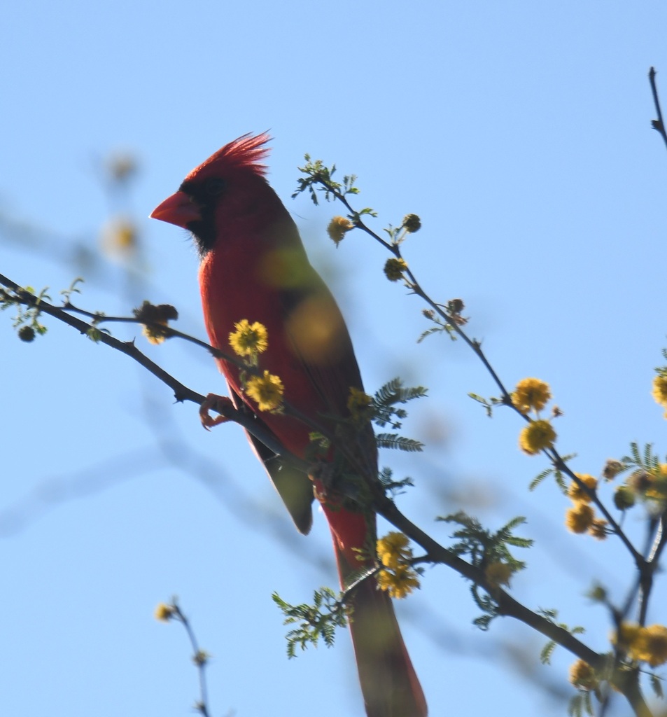 Northern Cardinal from Gral Terán, N.L., México on March 2, 2024 at 09: ...