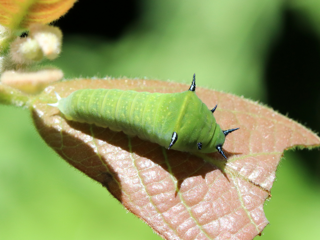 Blue Triangle Butterfly from Balmoral Ridge QLD 4552, Australia on ...