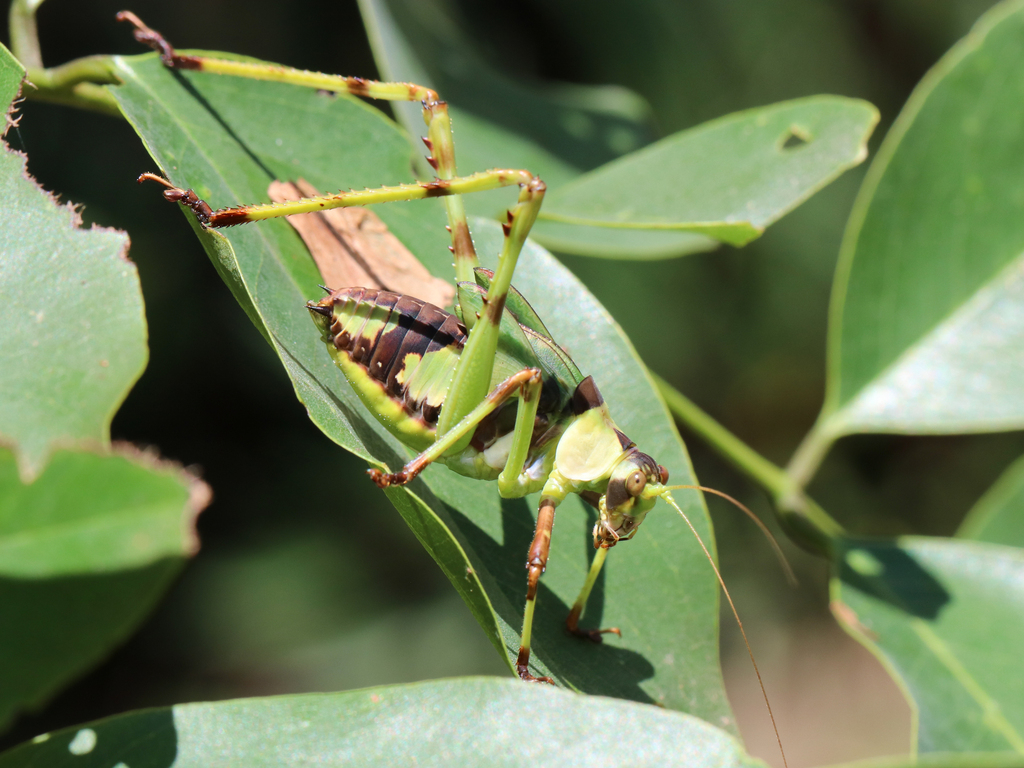 32-spotted Katydid from Balmoral Ridge QLD 4552, Australia on February ...