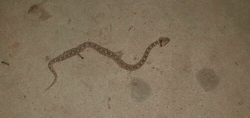 Egyptian Saw-scaled Viper (Echis pyramidum) - Snakes and Lizards