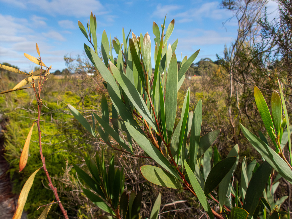 wattles from Mount Compass Wetlands Boardwalk, SA, Australia on March 3 ...