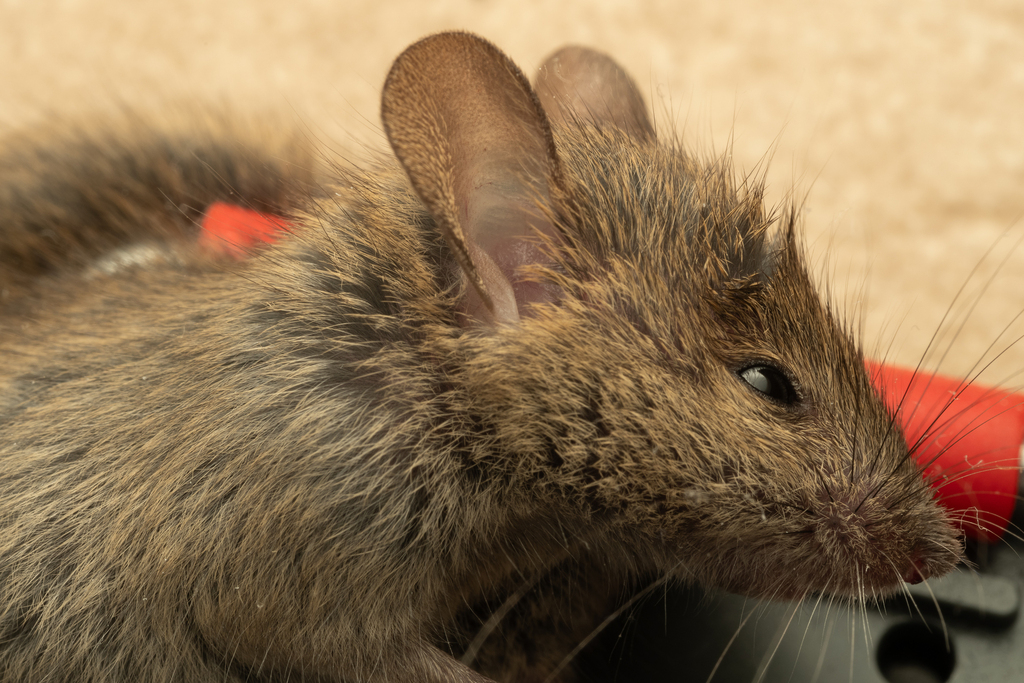 House Mouse in March 2024 by Alan Yoshioka · iNaturalist