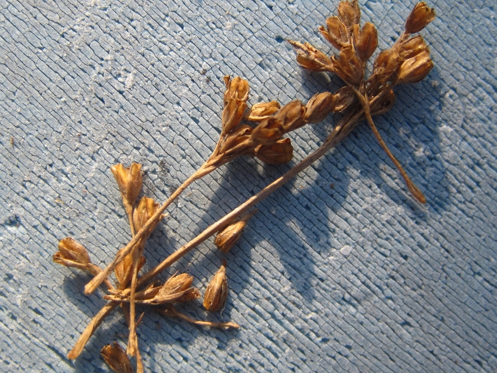 rushes from 대한민국 충청남도 천안시 서북구 on January 1, 2011 by onidiras ...