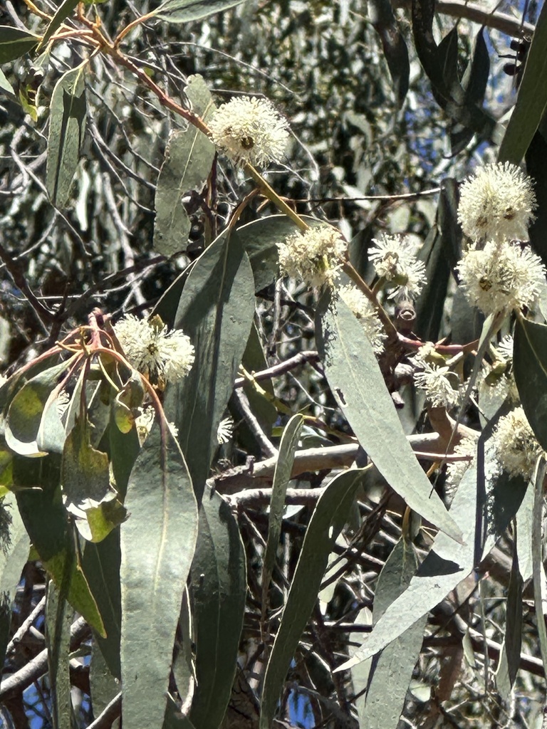 grey box from Daws Rd, Castlemaine, VIC, AU on March 5, 2024 at 01:11 ...