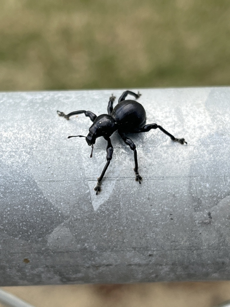 Pachyrhynchus infernalis in March 2024 by Nakatada Wachi · iNaturalist