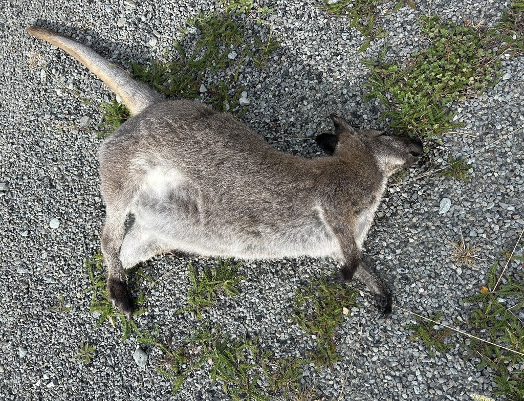 Typical Wallabies from South Island/Te Waipounamu, Geraldine ...