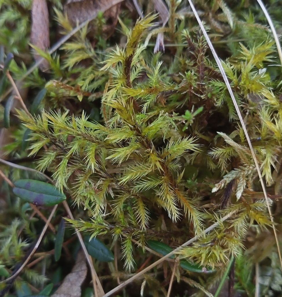 Golden Fuzzy Fen Moss from Вилейский район, Минская область, Беларусь ...