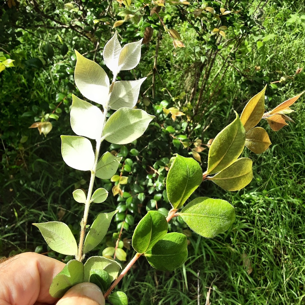 Grey Myrtle from Ganbenang NSW 2790, Australia on February 20, 2024 at ...