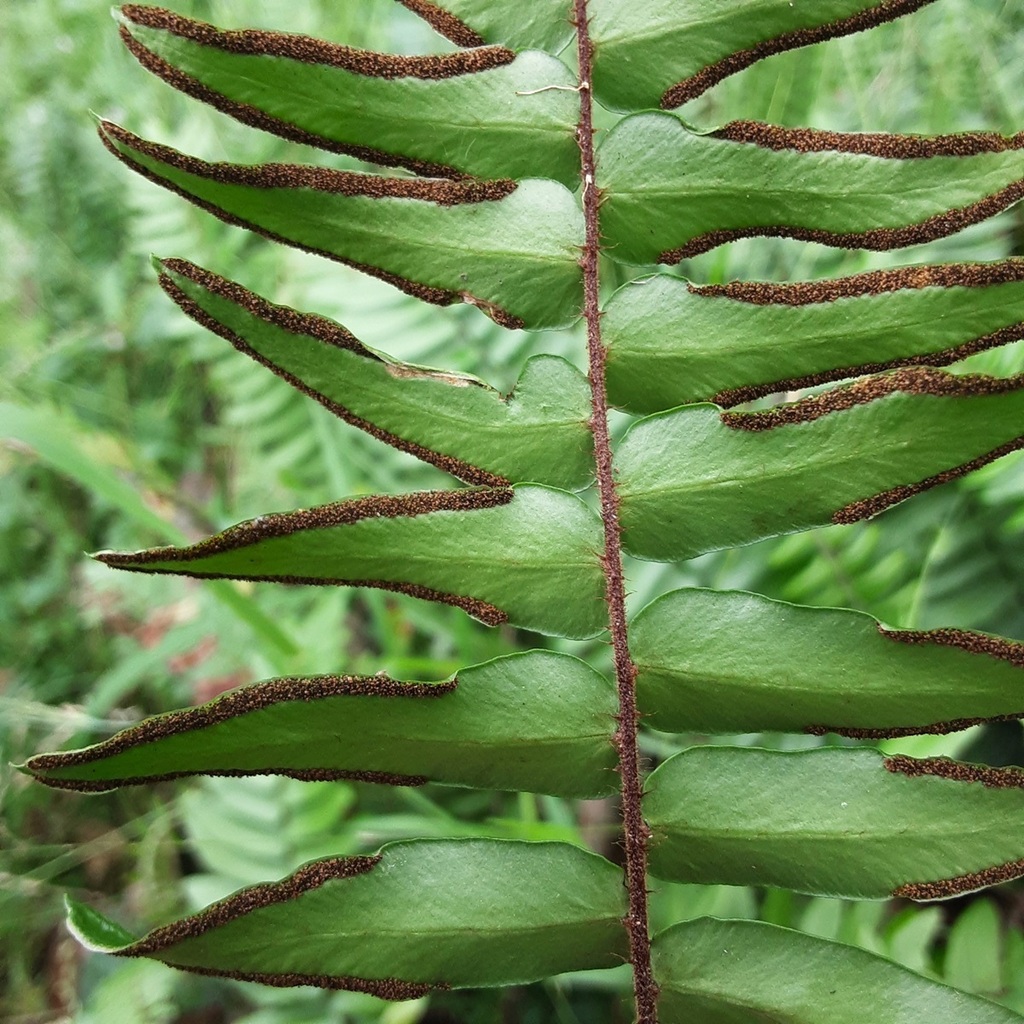 Sickle Fern from Ganbenang NSW 2790, Australia on February 29, 2024 at ...