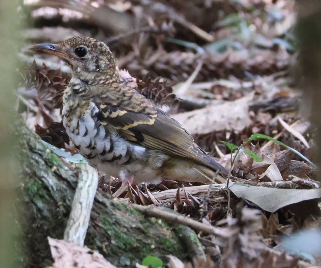Russet-tailed Thrush from Bunya Mountains QLD 4405, Australia on March ...