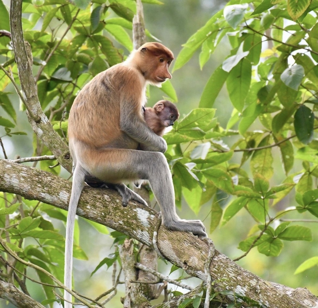 Proboscis Monkey in March 2024 by andie_ang · iNaturalist
