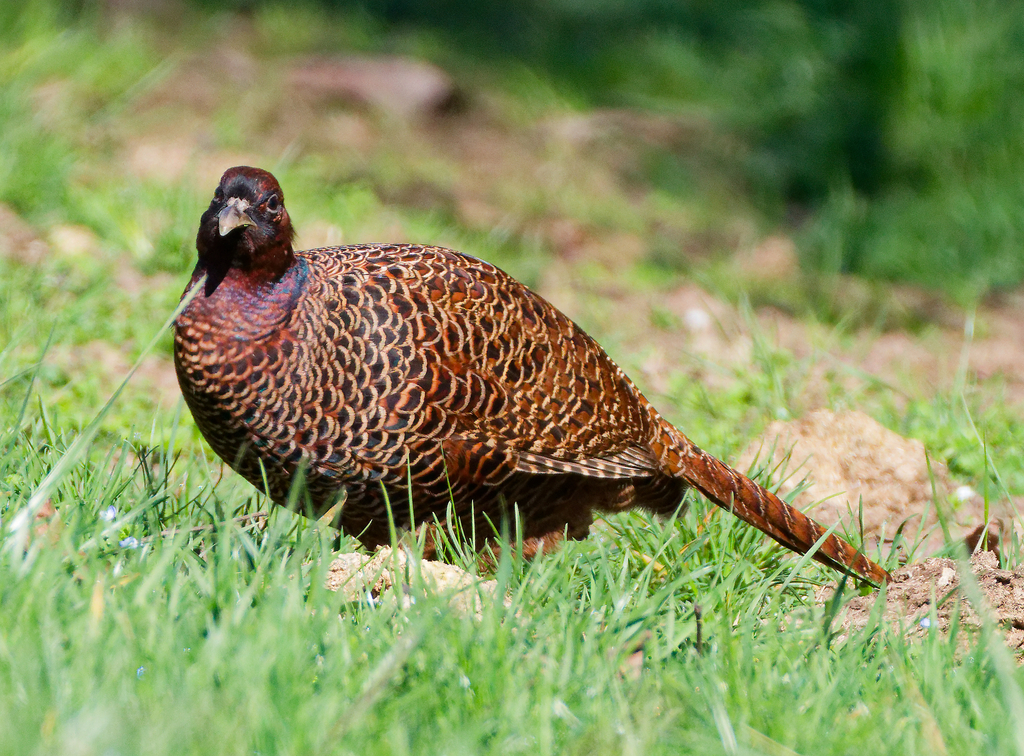 Ring-necked Pheasant from 71 Ludwigsburg, Deutschland on March 2, 2024 ...