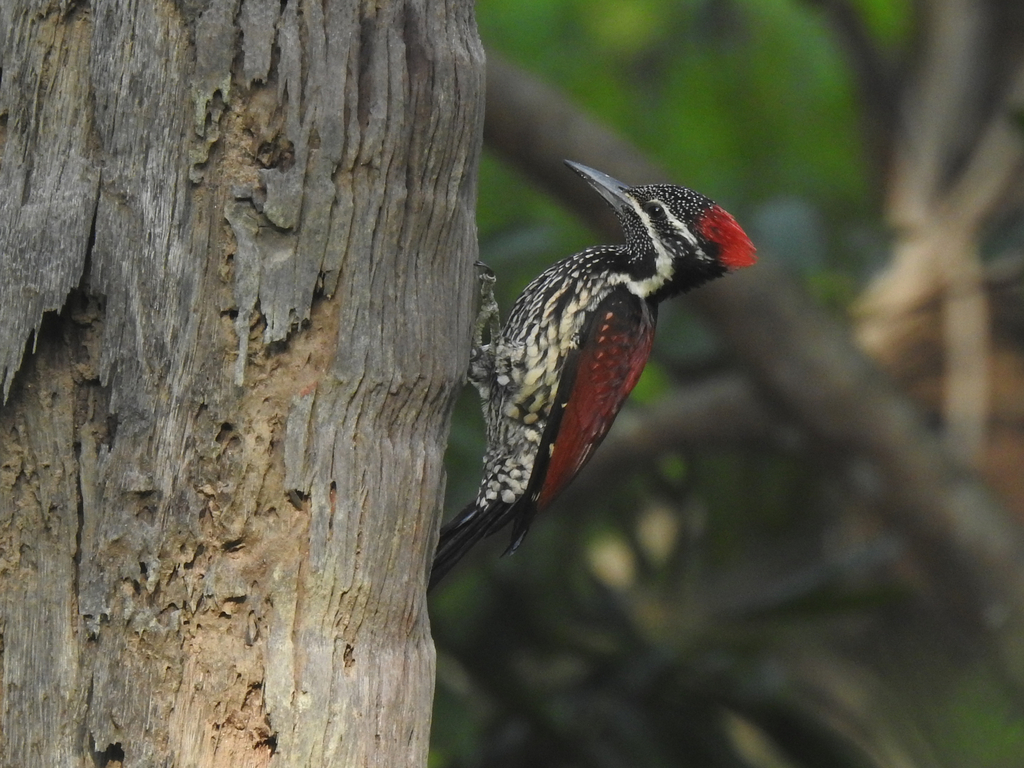 Red-backed Flameback from Sigiriya, Sri Lanka on January 25, 2024 at 04 ...