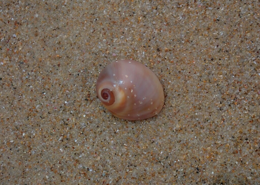 Conuber melastoma from Bundagen NSW 2454, Australia on February 5, 2024 ...