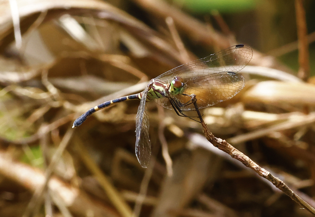 Elusive Archtail from Mareeba QLD 4880, Australia on March 5, 2024 at ...