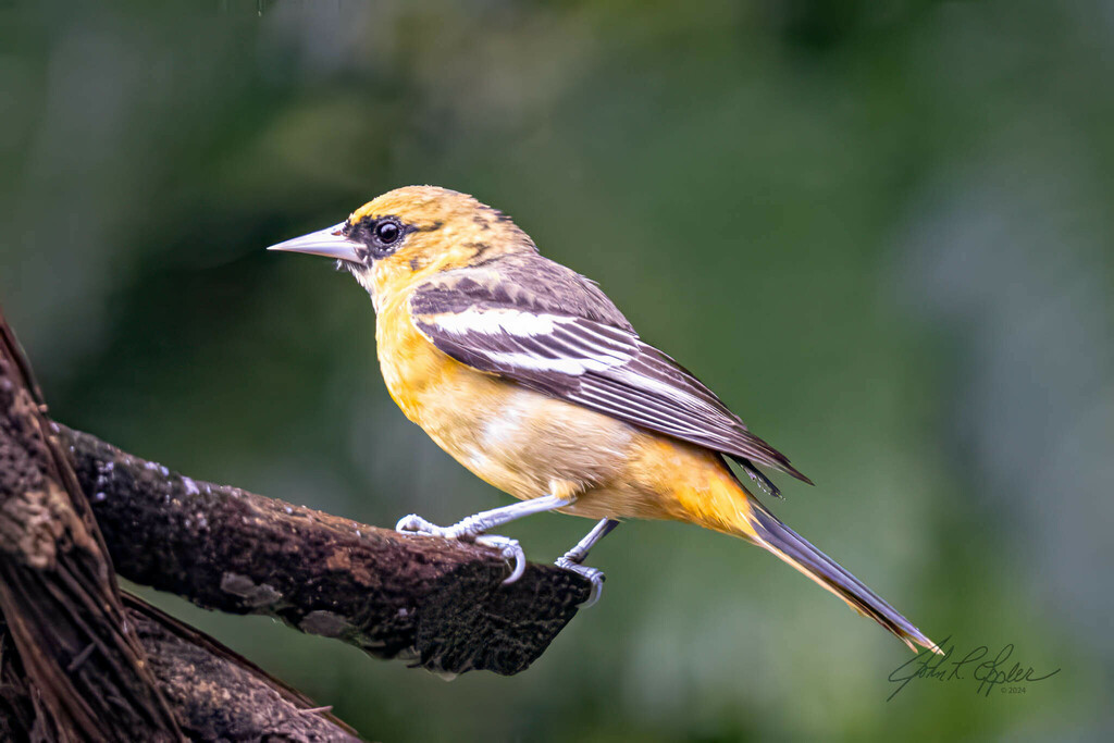 Baltimore Oriole from Heredia Province, Sarapiqui, Costa Rica on ...