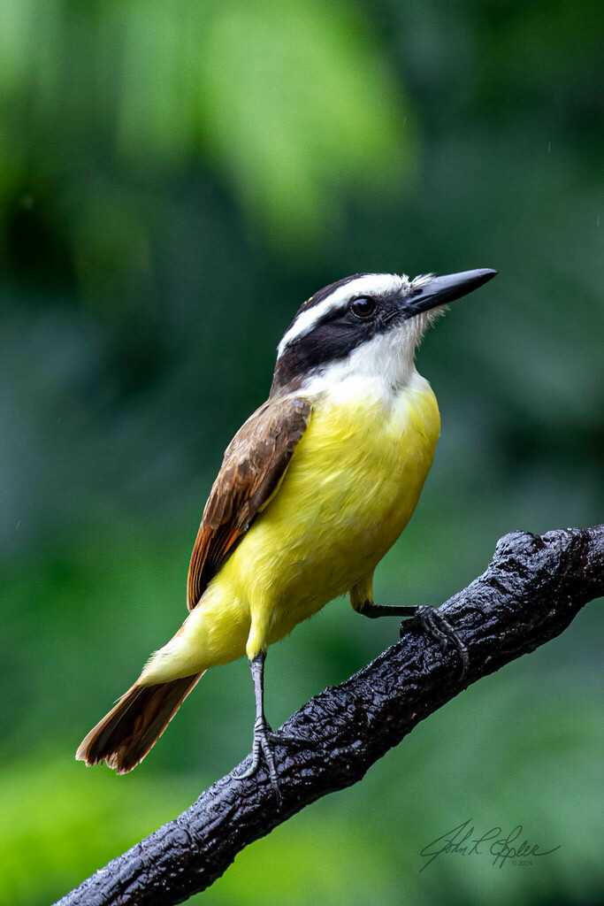 Great Kiskadee from Heredia Province, Sarapiqui, Costa Rica on February ...