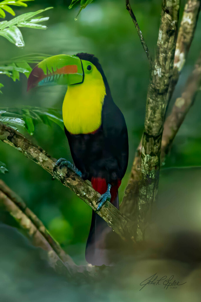 Keel-billed Toucan from Heredia Province, Sarapiqui, Costa Rica on ...