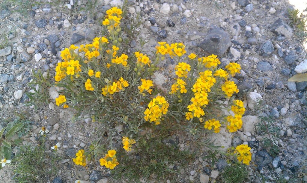 Fendler's bladderpod (Flowering Plants of the Trans-Pecos of Texas ...