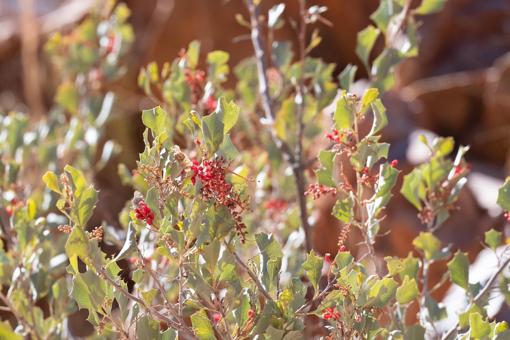 Wickham's Grevillea from Mount Zeil NT 0872, Australia on July 6, 2019 ...