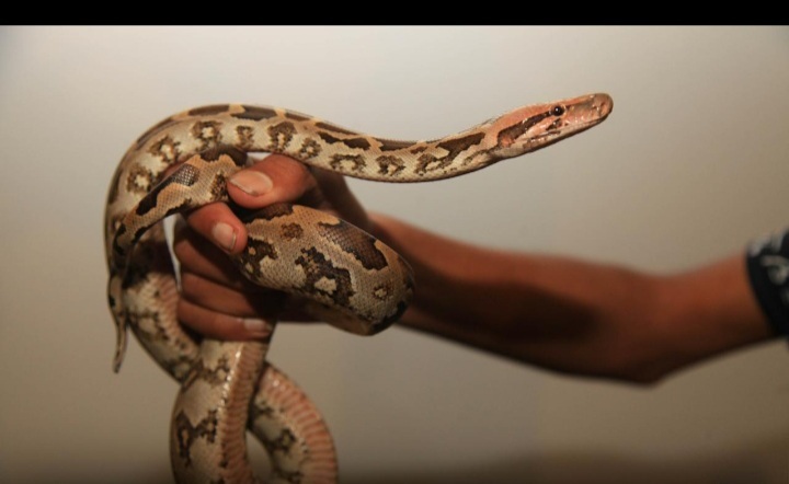 Indian Python in January 2024 by Goshitha Supesha Ggunarathna · iNaturalist