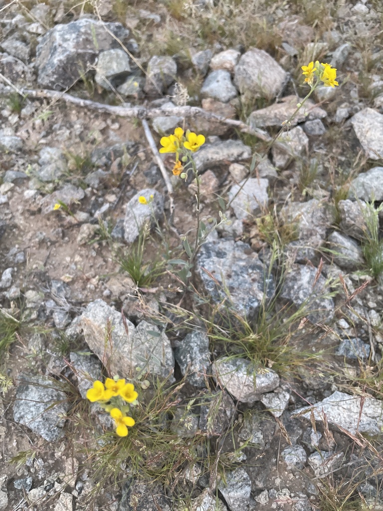Moapa Bladderpod from Maricopa County, US-AZ, US on March 5, 2024 at 06 ...
